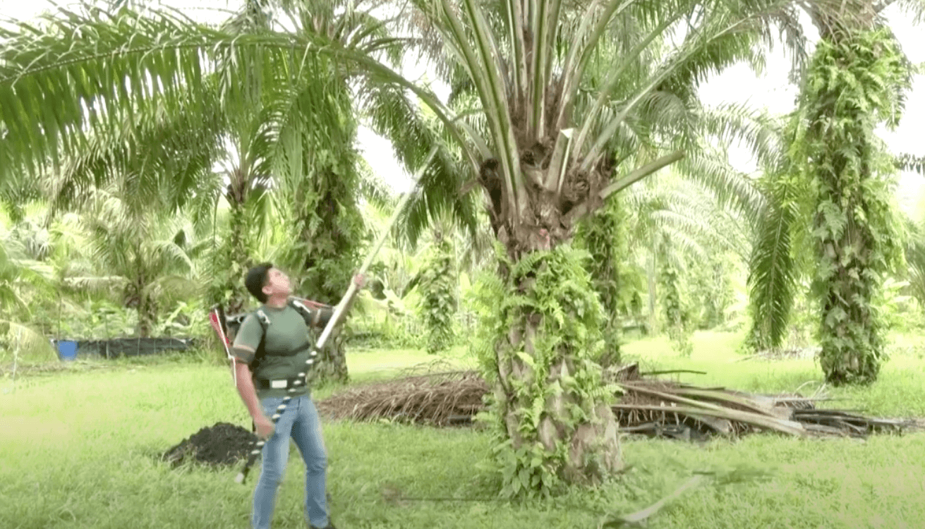Exoskeletons Boost Malaysian Palm Oil Harvest - 18. Oktober 2022